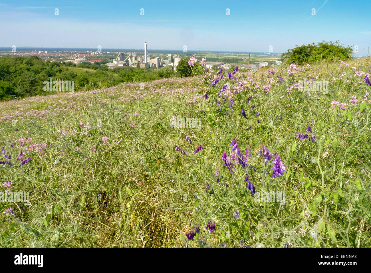 crown vetch, trailing crownvetch, common crown-vetch (Coronilla varia ...