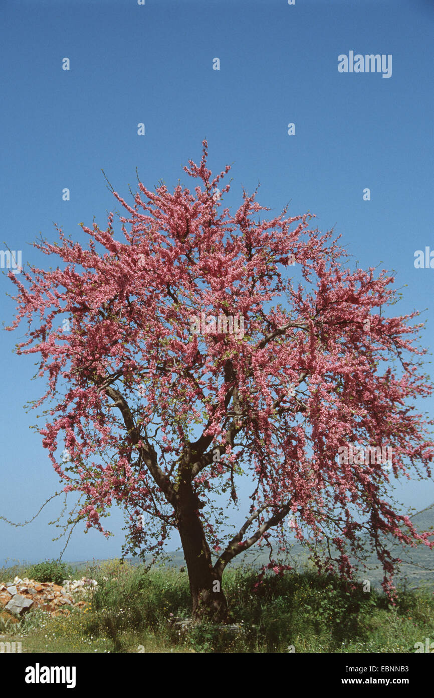 Judas tree cercis siliquastrum caesalpiniaceae hi-res stock photography ...