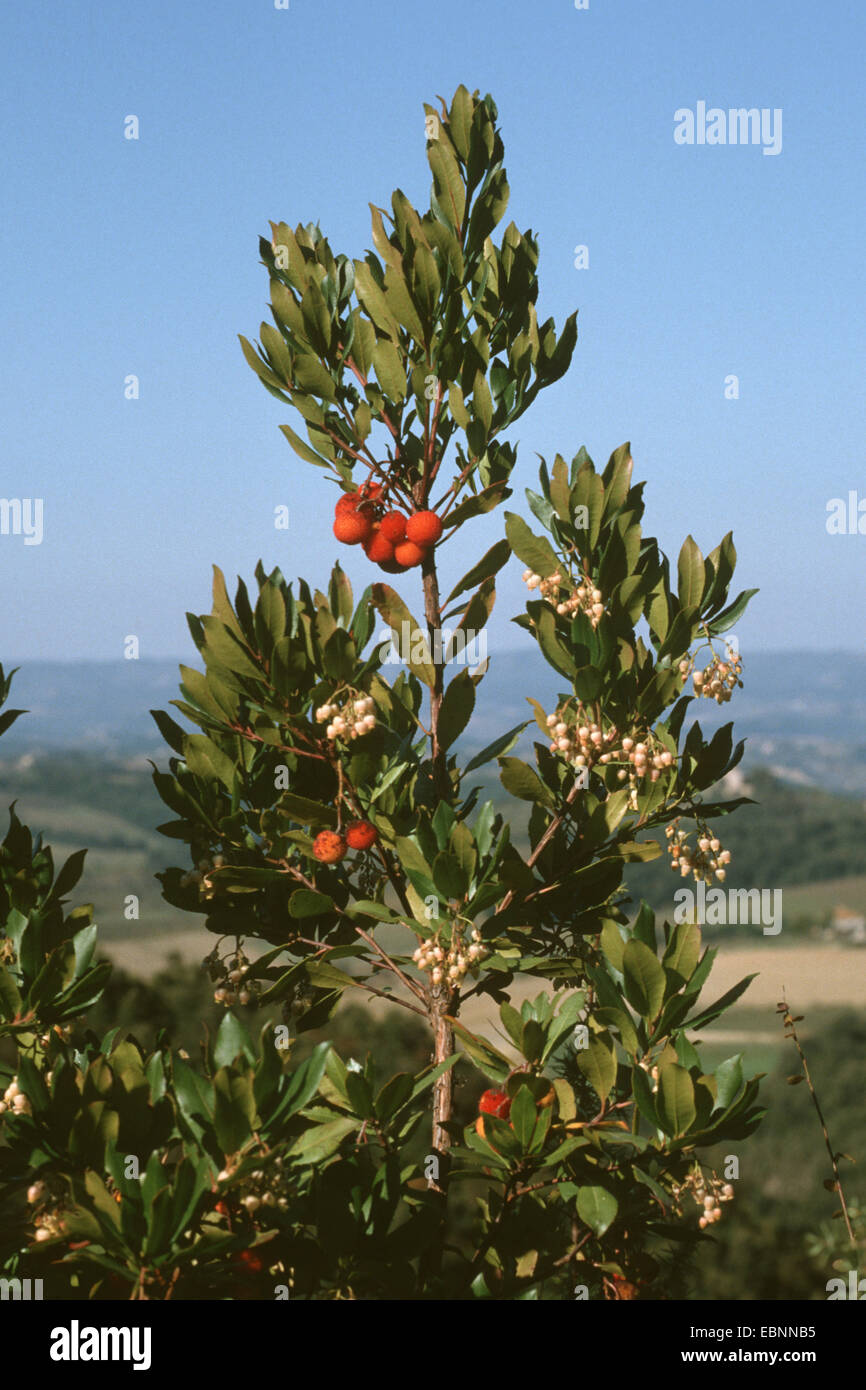killarney strawberry tree (Arbutus unedo), with flowers and fruits ...
