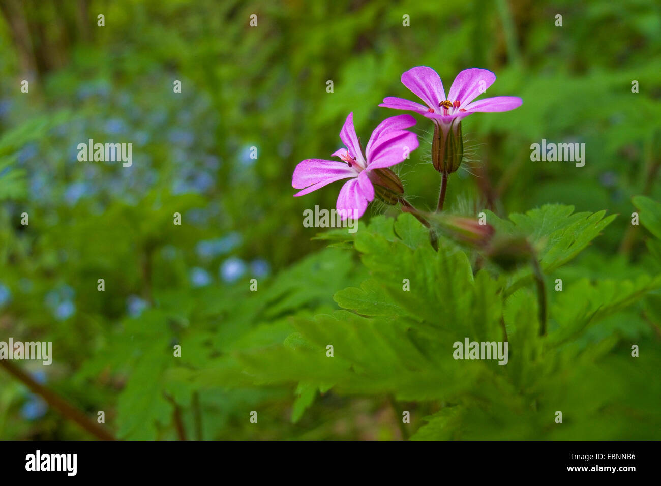 Herb robert geranium robertianum hi-res stock photography and images ...