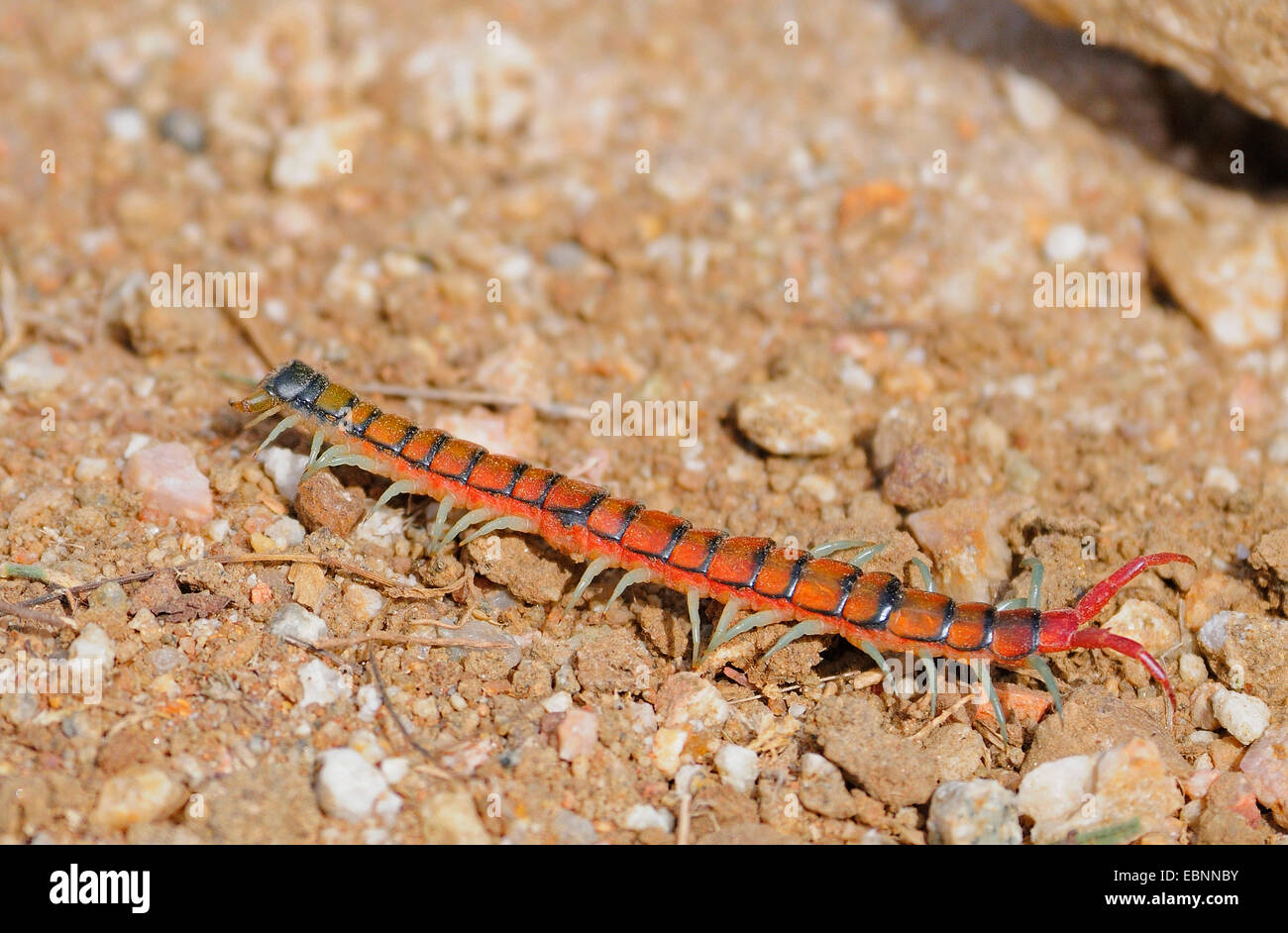 scolopendromorphs (Scolopendromorpha), on the ground, South Africa ...