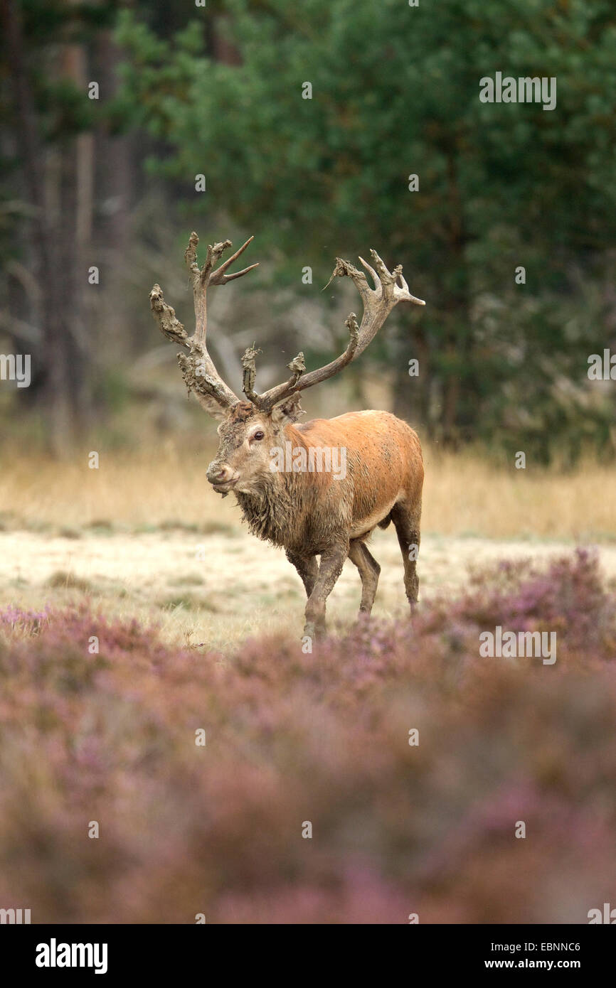 red deer (Cervus elaphus), dominant male on the rutting ground ...