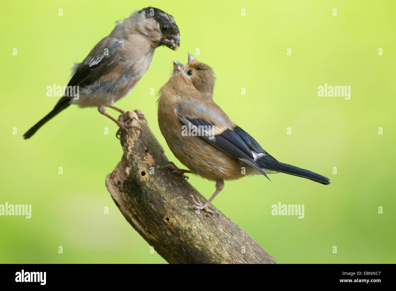 bullfinch, Eurasian bullfinch, northern bullfinch (Pyrrhula pyrrhula ...