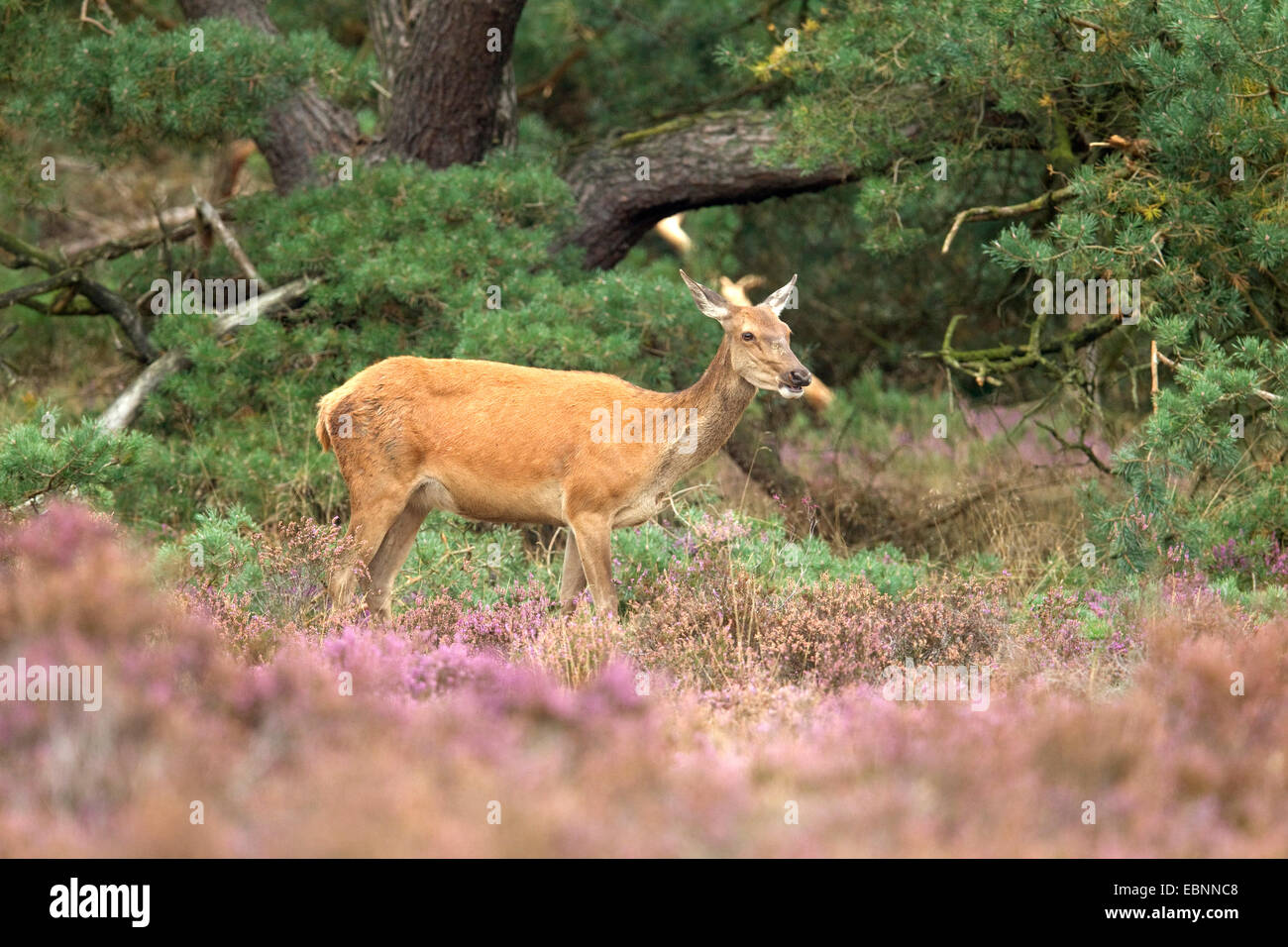 Red deer browsing hi-res stock photography and images - Alamy