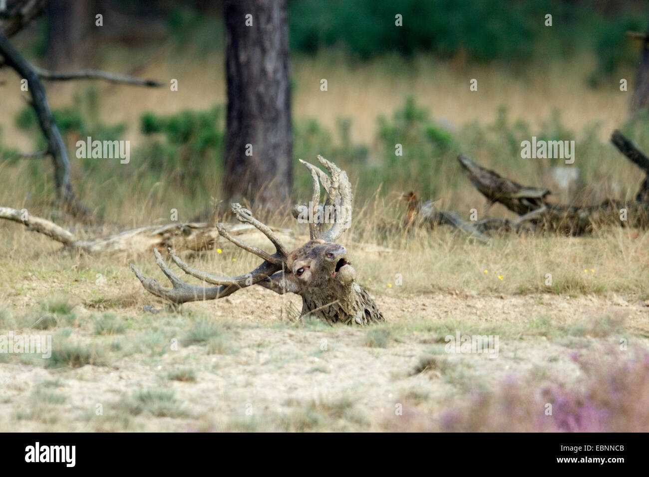 red deer (Cervus elaphus), stag in wallow, stag rutting season ...