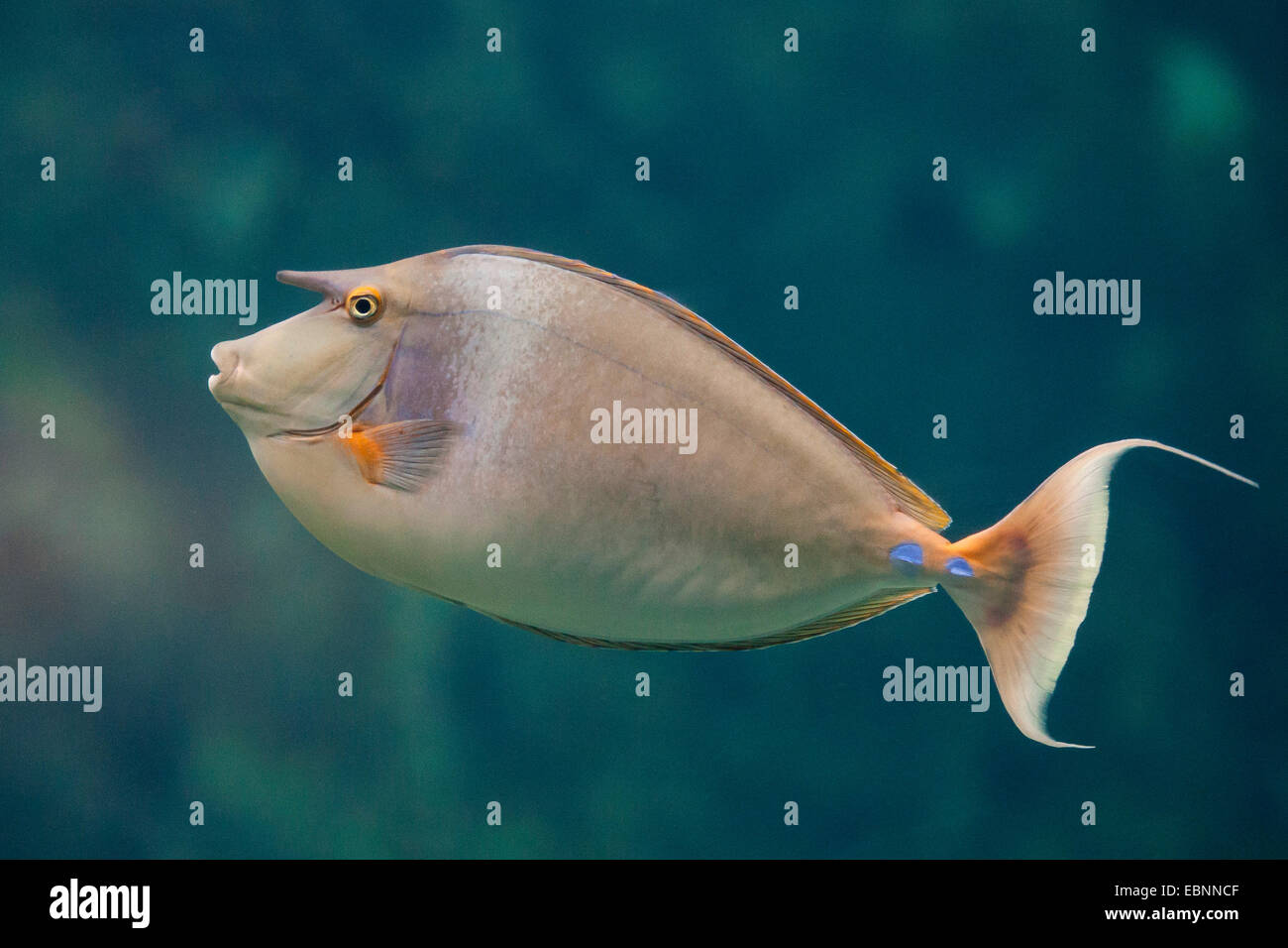 Bluespine unicornfish, Short-nose unicornfish (Naso unicornis ...