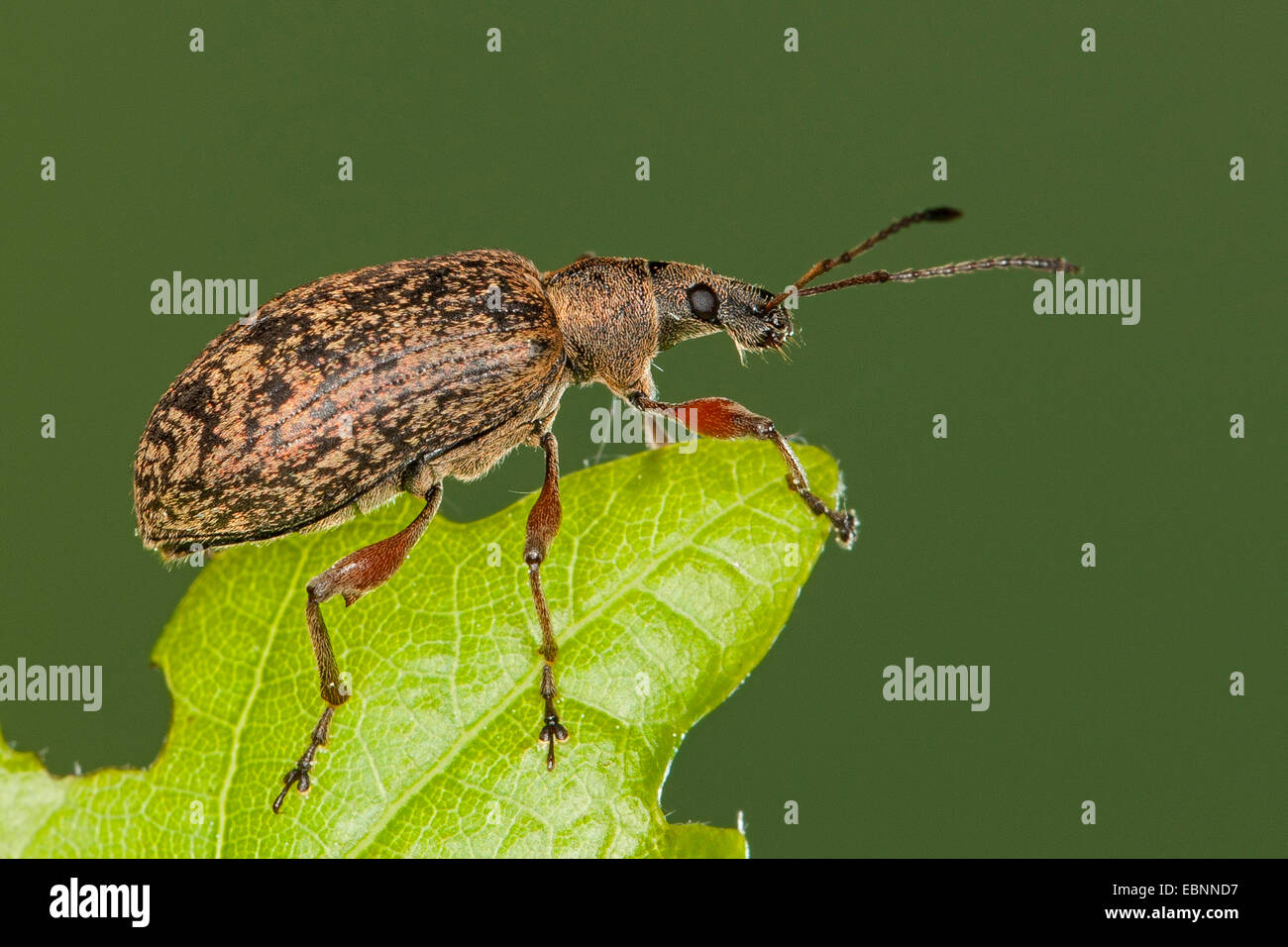 Glaucous leaf weevil (Phyllobius glaucus, Phyllobius calcaratus), on a ...