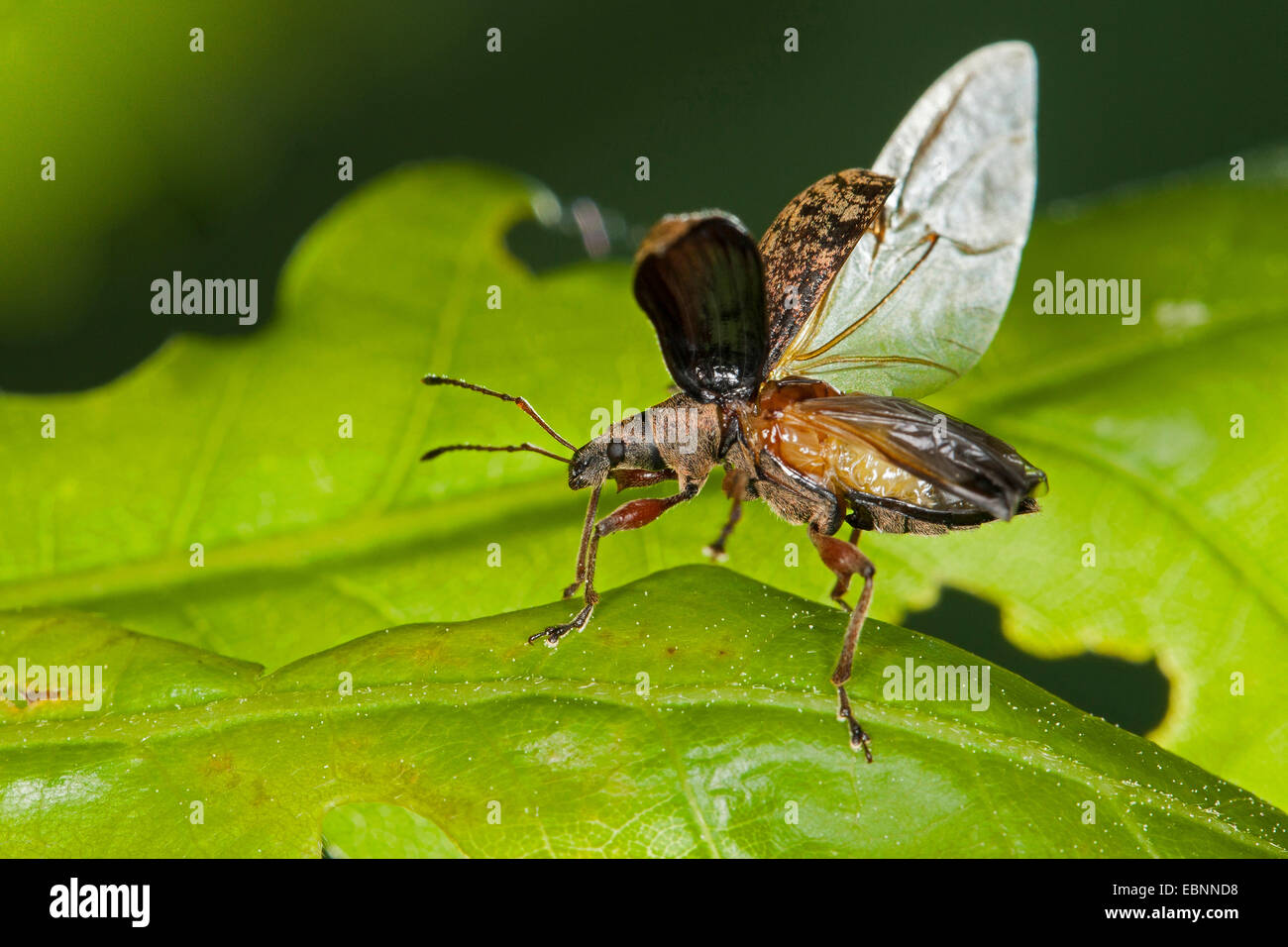 Glaucous leaf weevil (Phyllobius glaucus, Phyllobius calcaratus ...