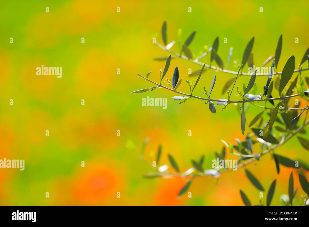 Olive trees in spring hi-res stock photography and images - Alamy