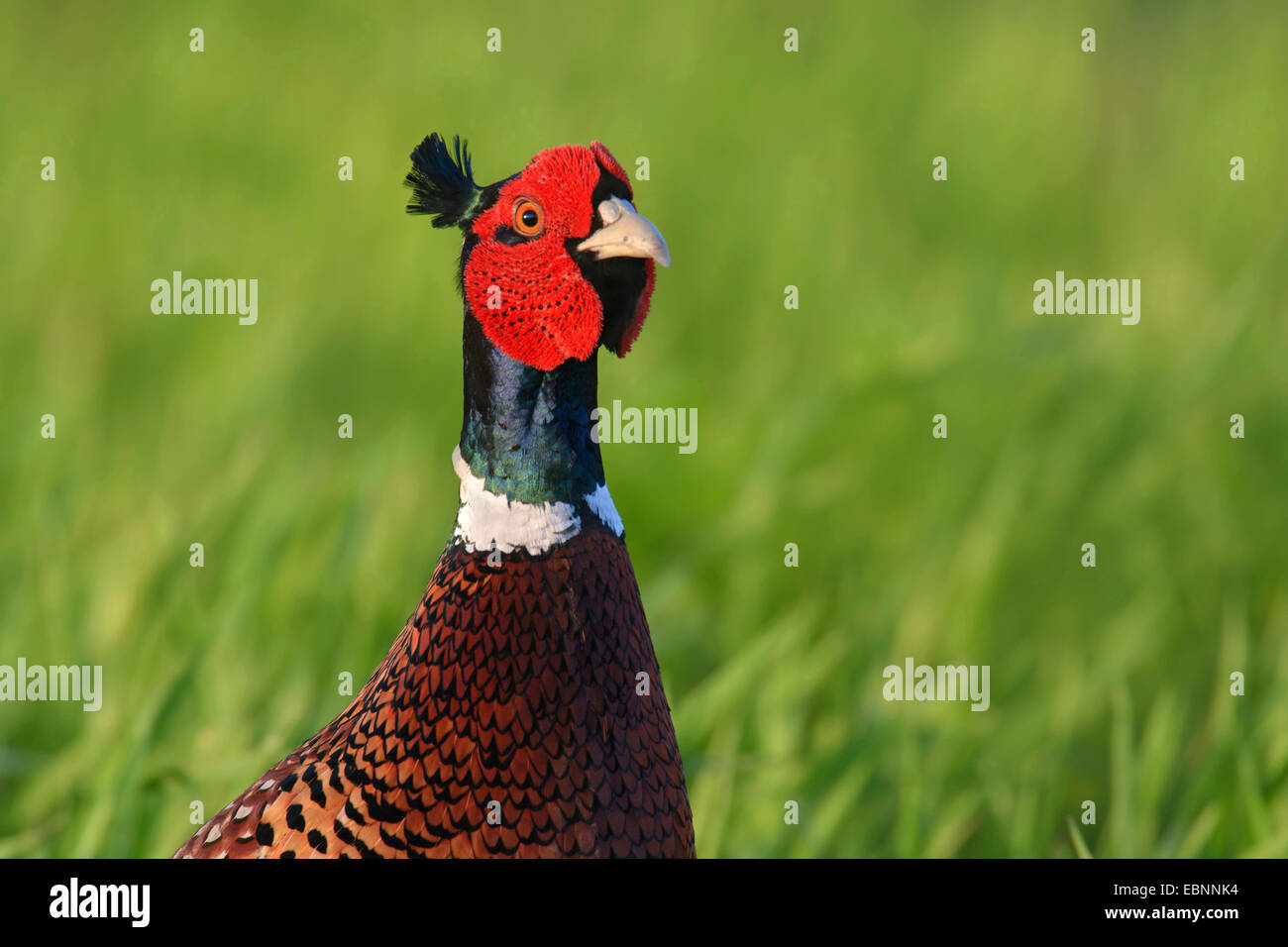 common pheasant, Caucasus Pheasant, Caucasian Pheasant (Phasianus ...