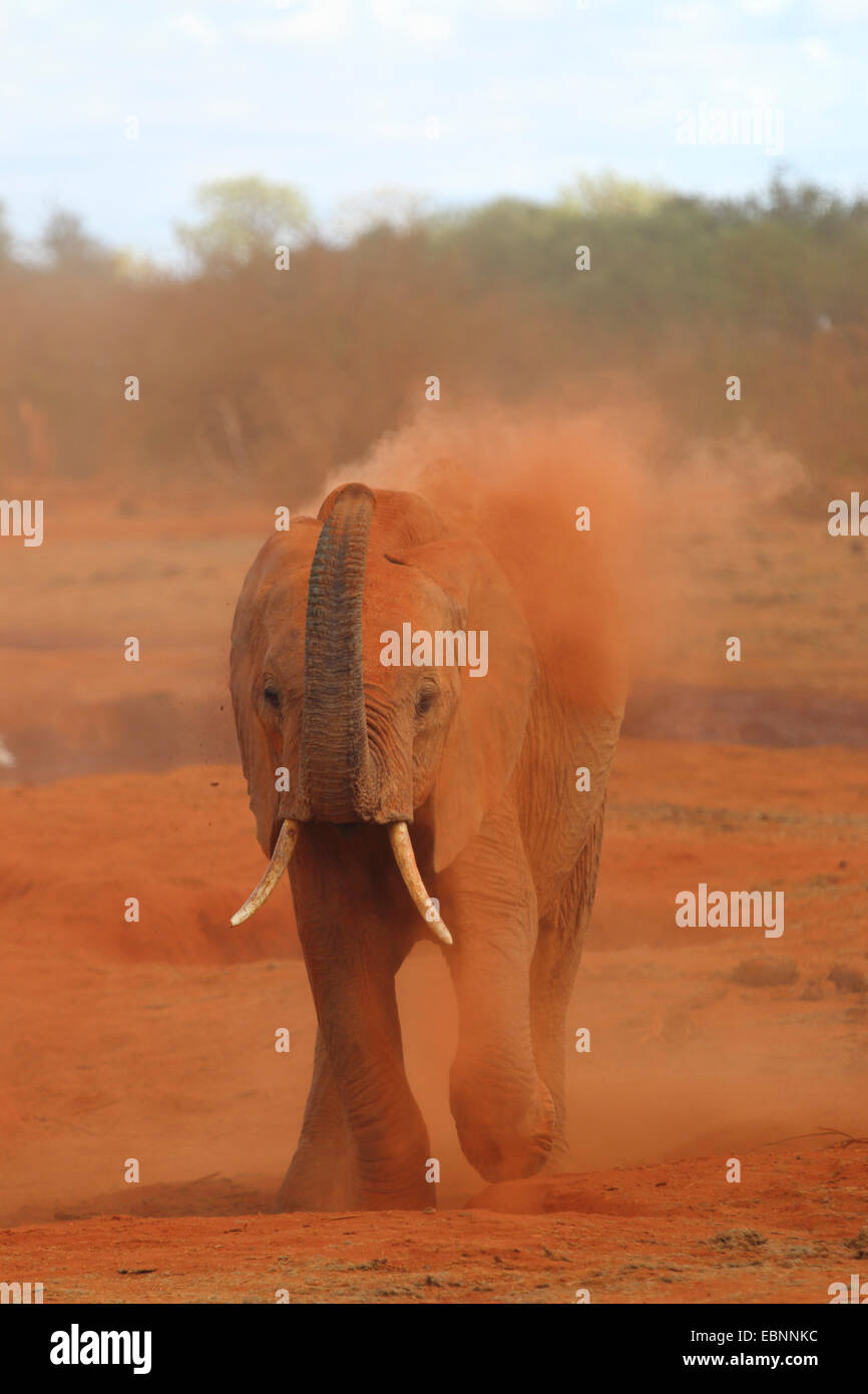 African elephants whirling dust hi-res stock photography and images - Alamy