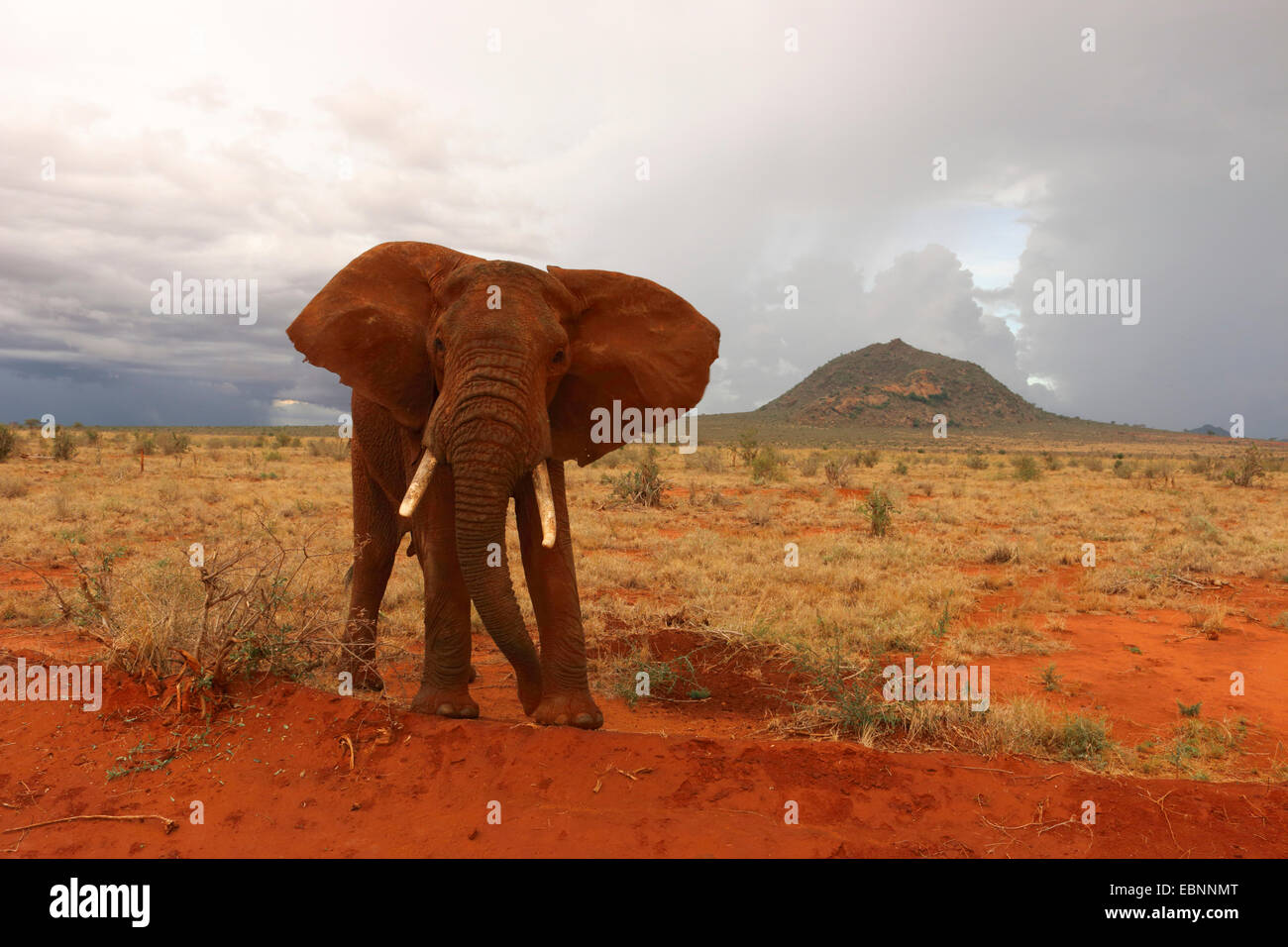 Bull dust hi-res stock photography and images - Alamy