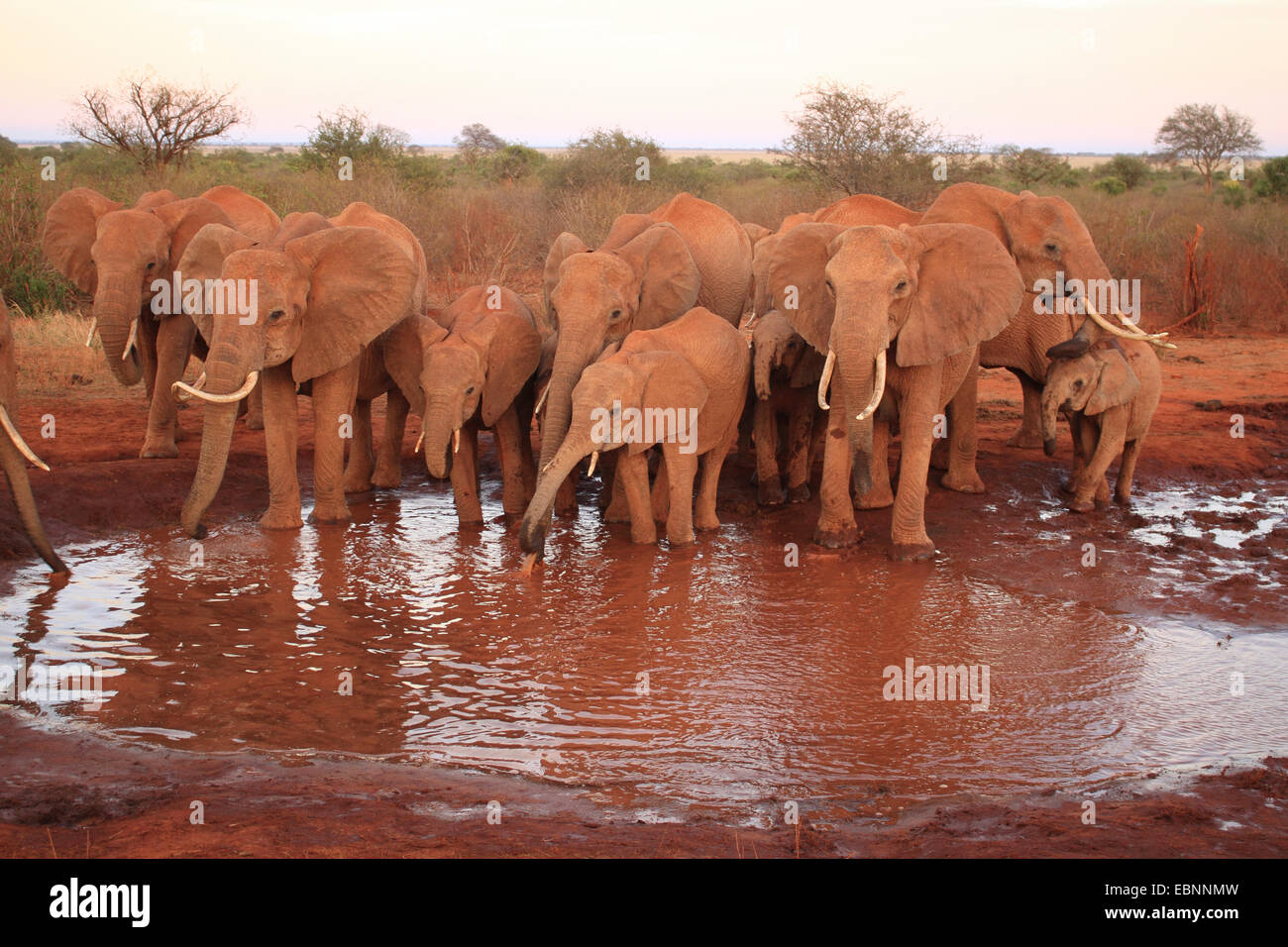 Chalybeate water hi-res stock photography and images - Alamy