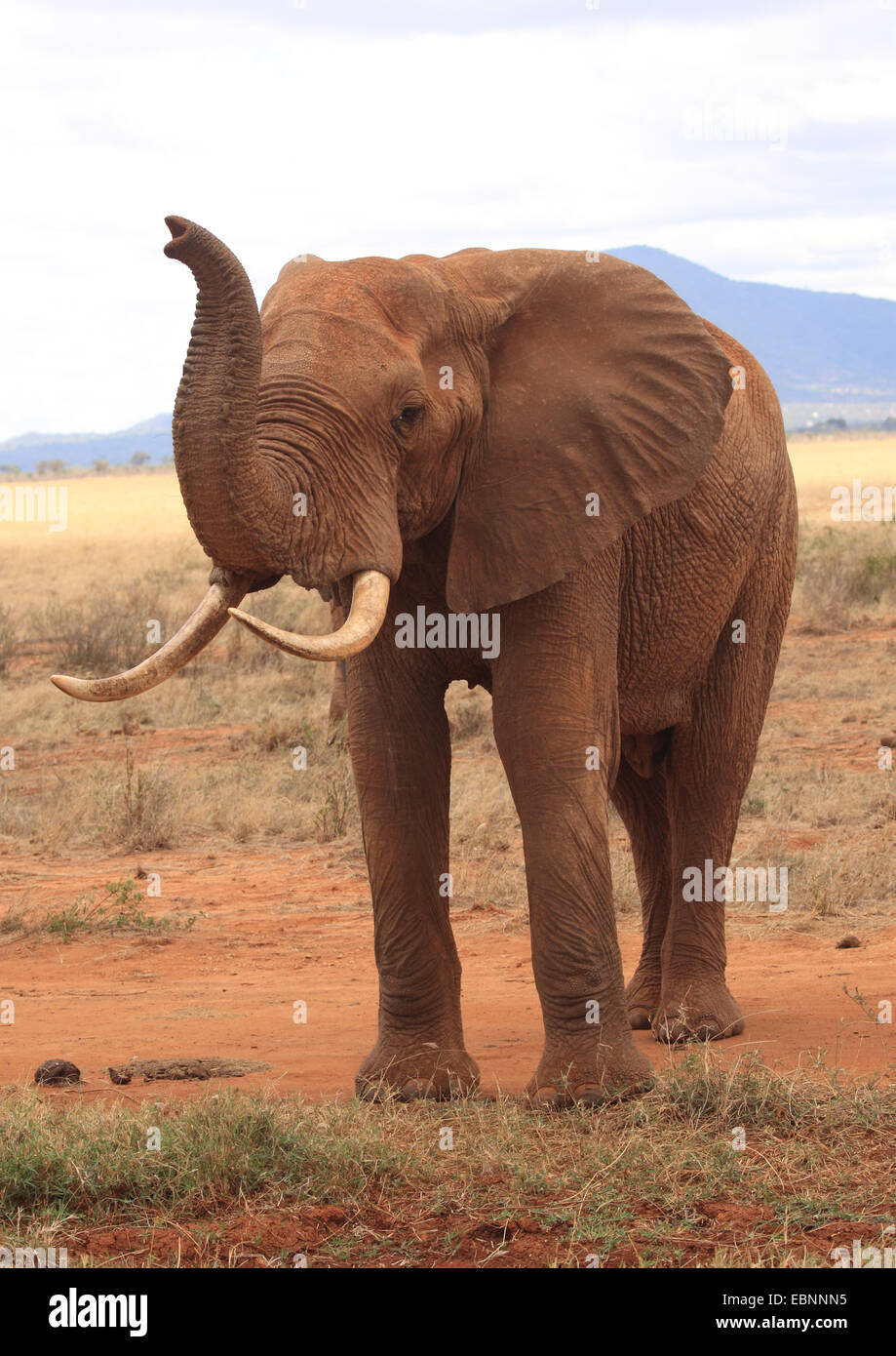 Red african elephant hi-res stock photography and images - Alamy