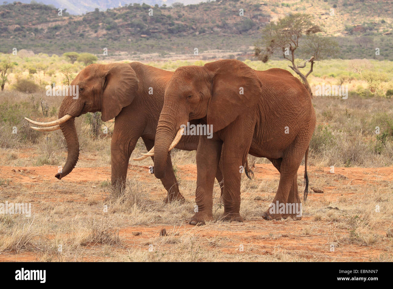 Red african elephant hi-res stock photography and images - Alamy