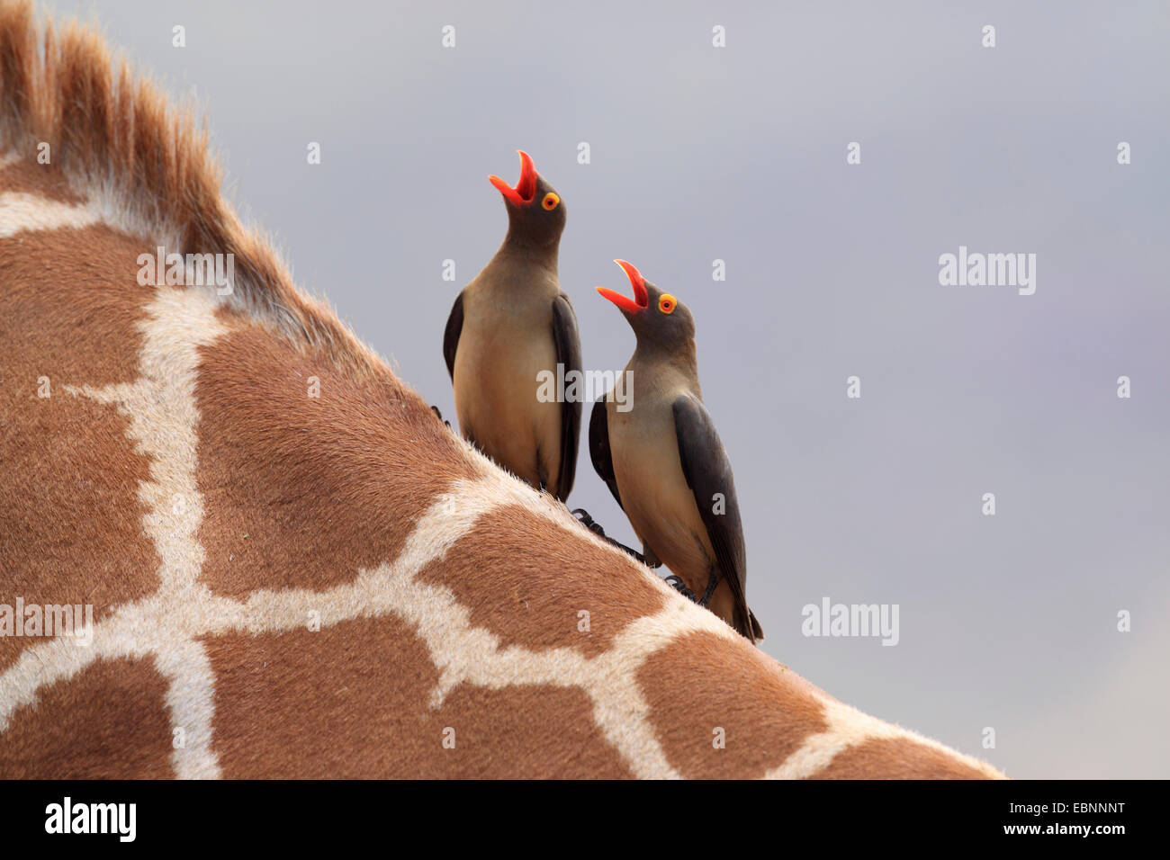 Oxpecker on a giraffe hi-res stock photography and images - Alamy