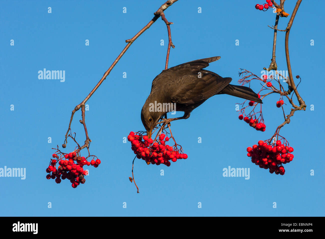 Rowan birds hi-res stock photography and images - Alamy