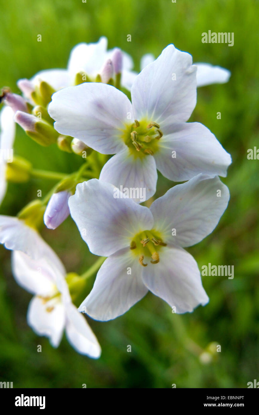 cuckooflower, lady's smock (Cardamine pratensis), inflorescence ...