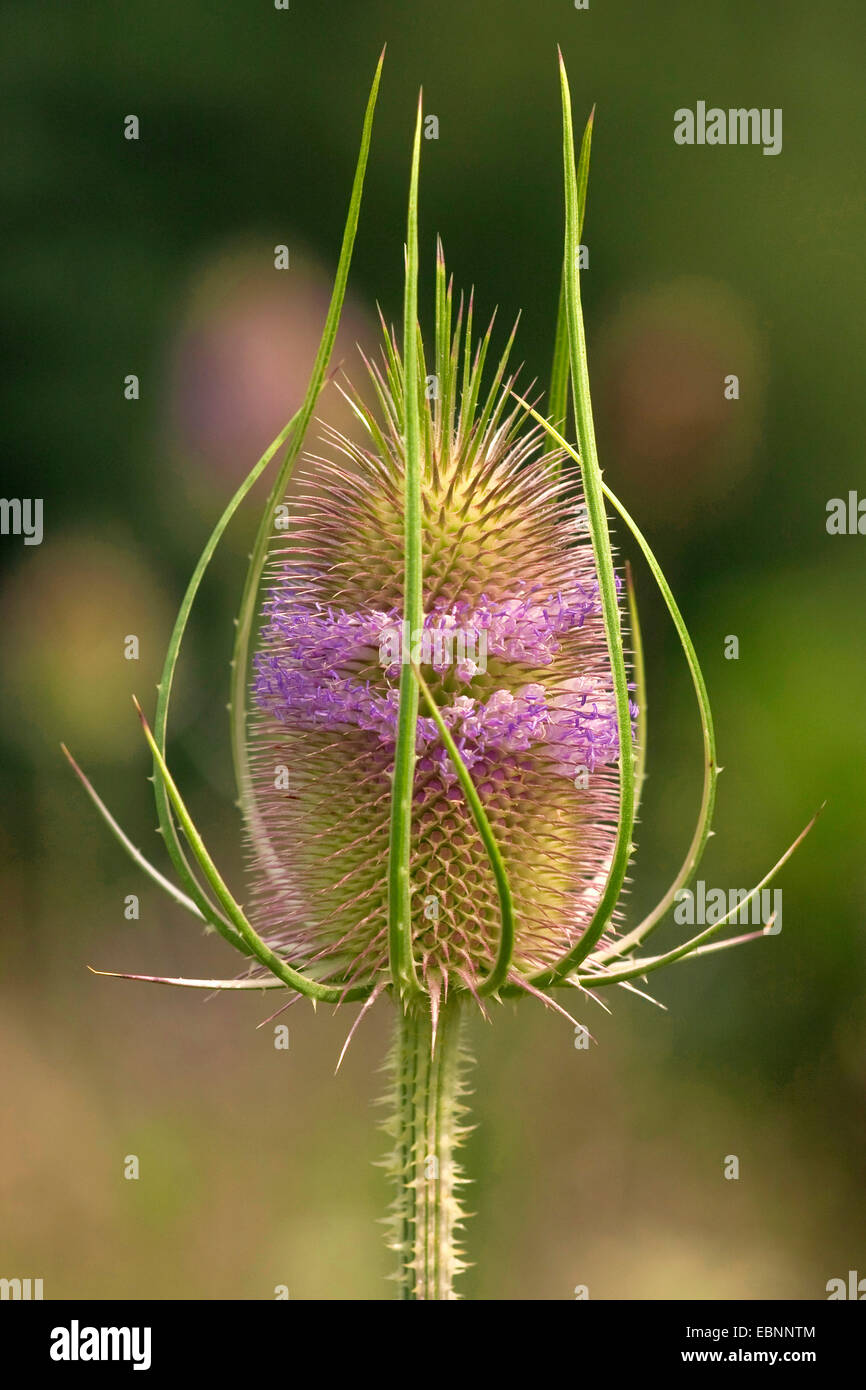 wild teasel, Fuller's teasel, common teasel, common teazle (Dipsacus ...