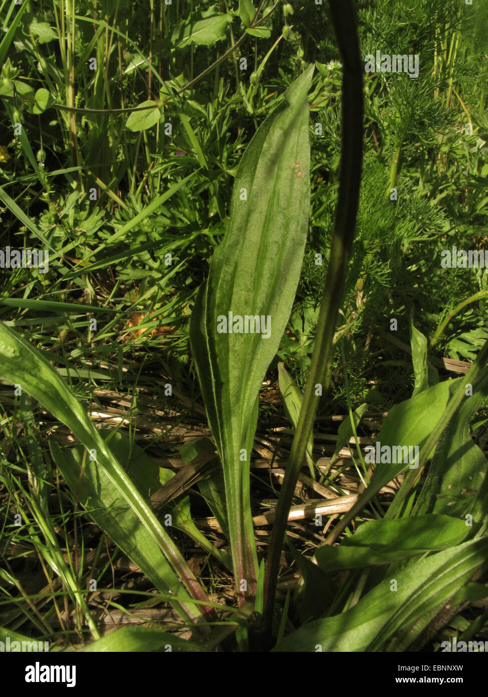 buckhorn plantain, English plantain, ribwort plantain, rib grass ...