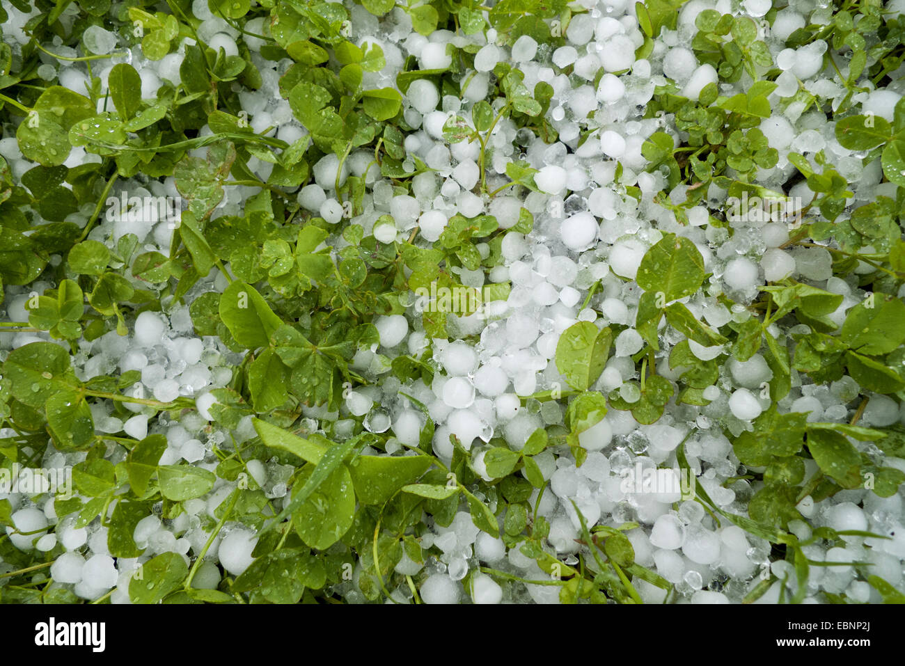 Tyrol a held hail hi-res stock photography and images - Alamy