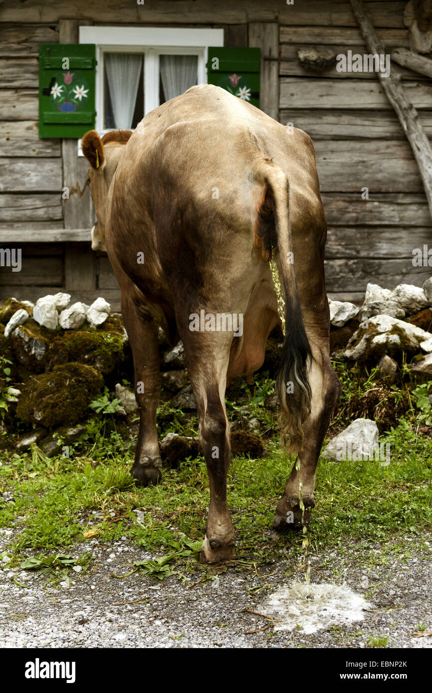 domestic cattle (Bos primigenius f. taurus), urinating in front of a ...