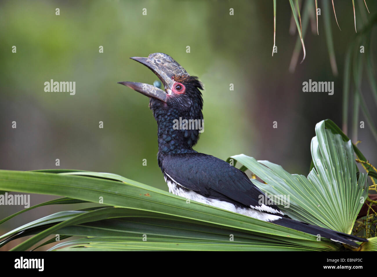 Trumpeter hornbill (Ceratogymna bucinator), female sits in a palm tree ...