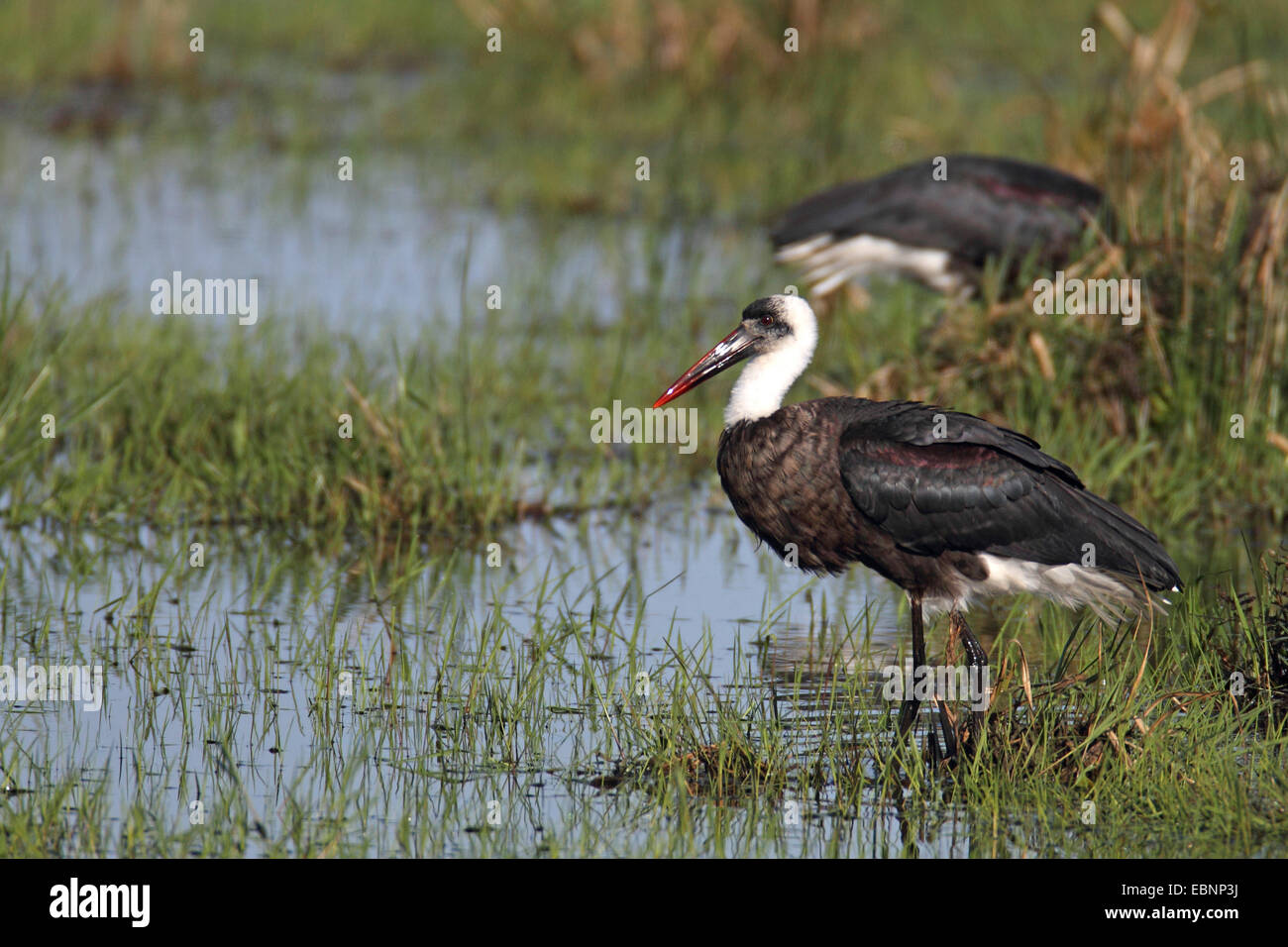woolly-necked stork (Ciconia episcopus), stands in shallow water, South ...