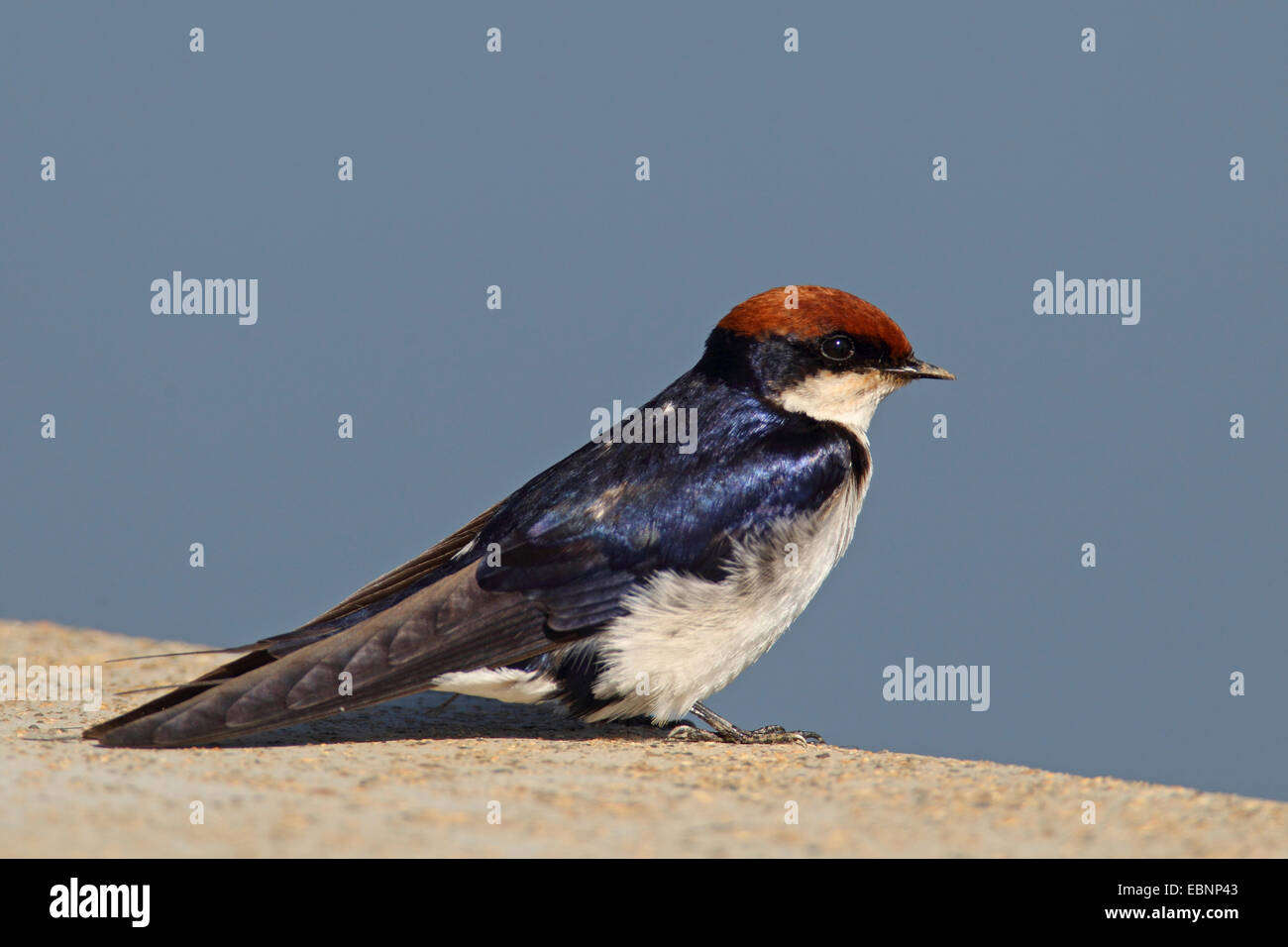 Wire-tailed swallow (Hirundo smithii), sits on a wall, South Africa ...