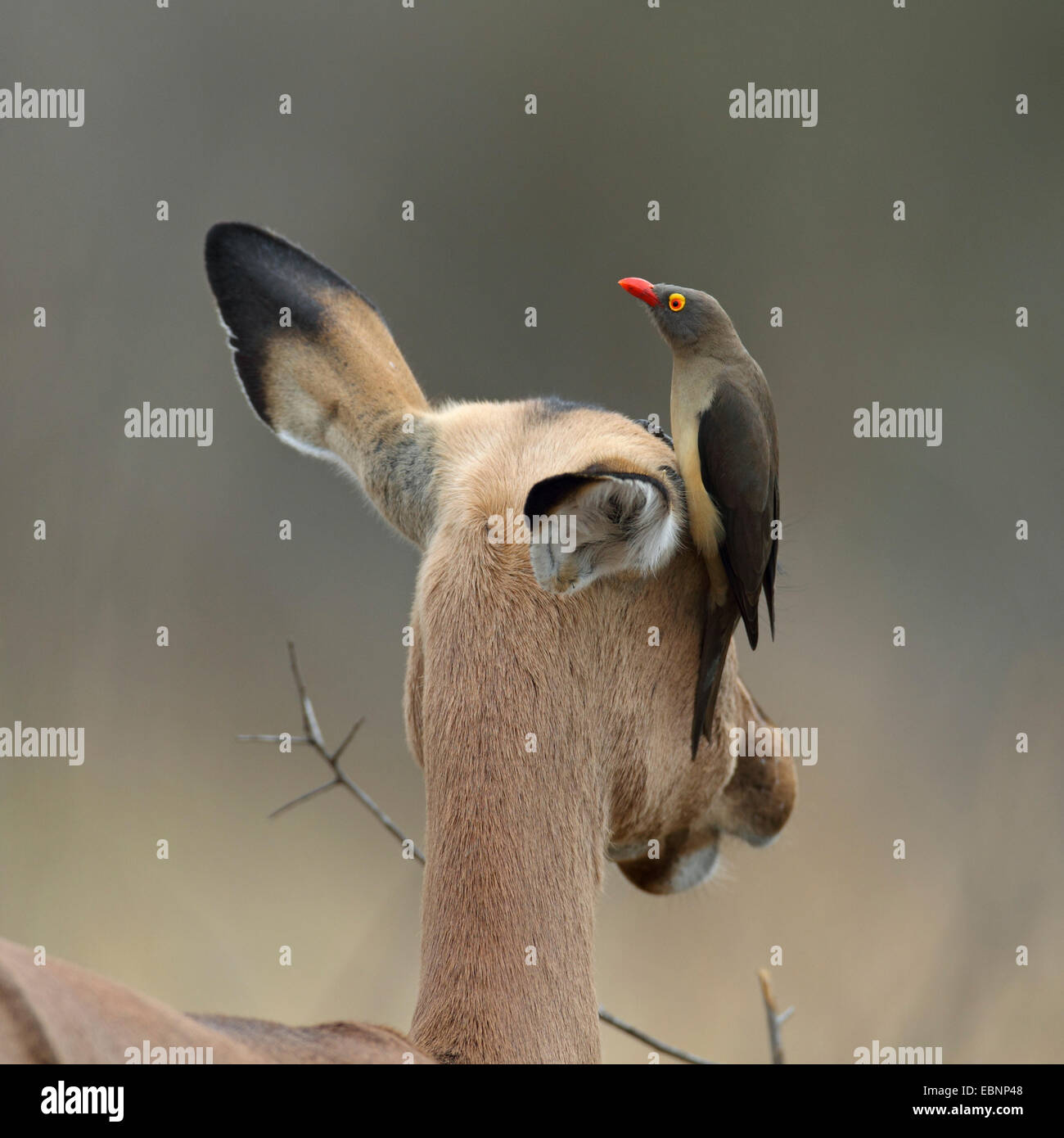 Female stars hi-res stock photography and images - Alamy