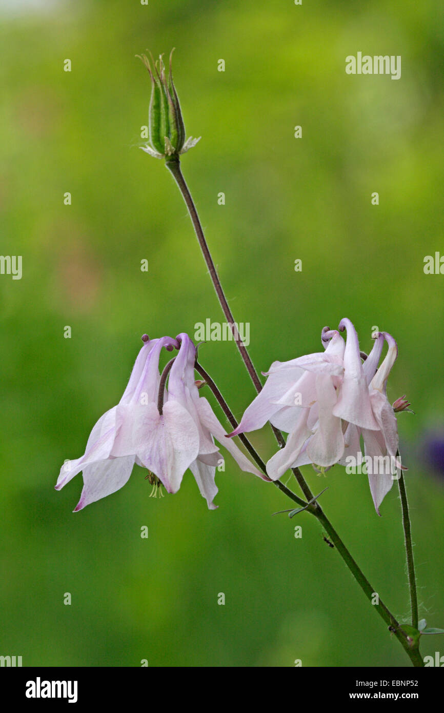 European columbine aquilegia vulgaris hi-res stock photography and ...