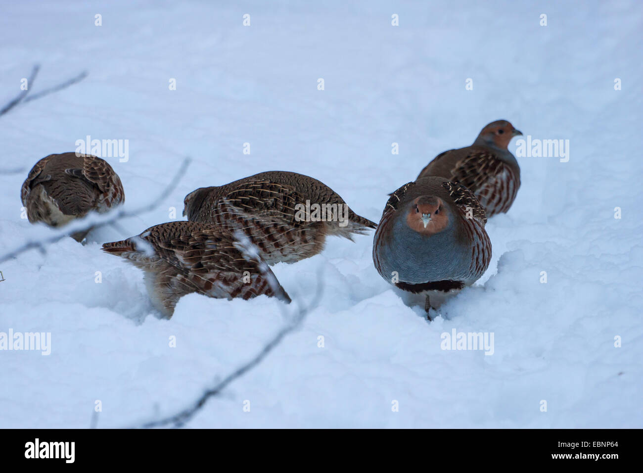 grey partridge (Perdix perdix), grey partridges on the feed in snow ...