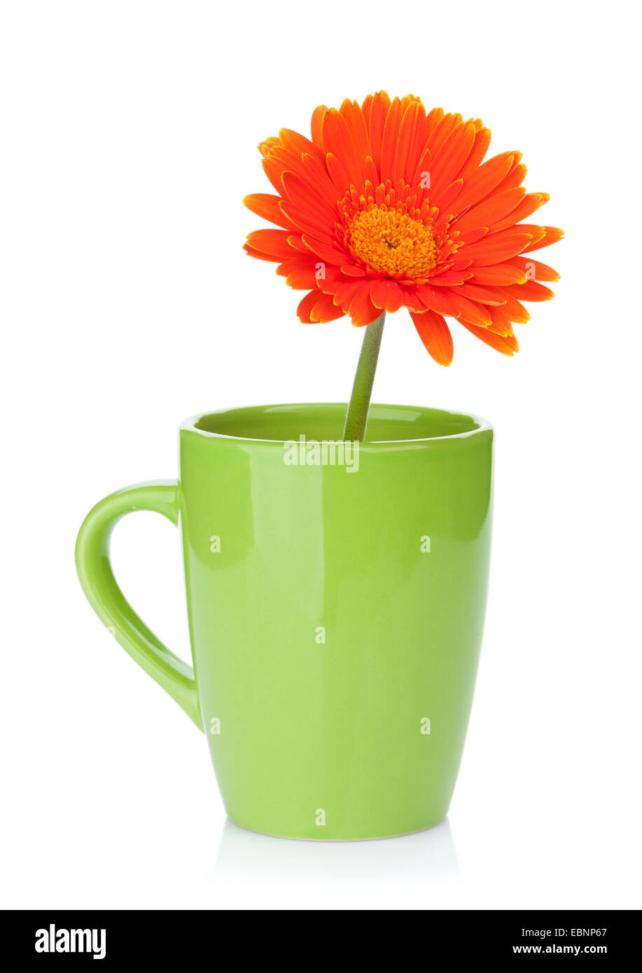 Orange gerbera flower in tea cup. Isolated on white background Stock ...