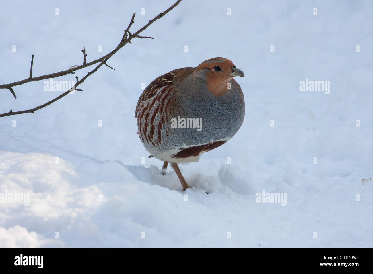Grey partridges snow hi-res stock photography and images - Alamy