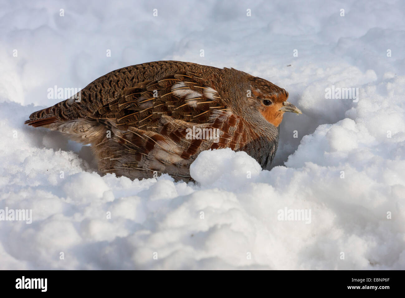Grey Partridge Perdix Perdix Foraging High Resolution Stock Photography ...