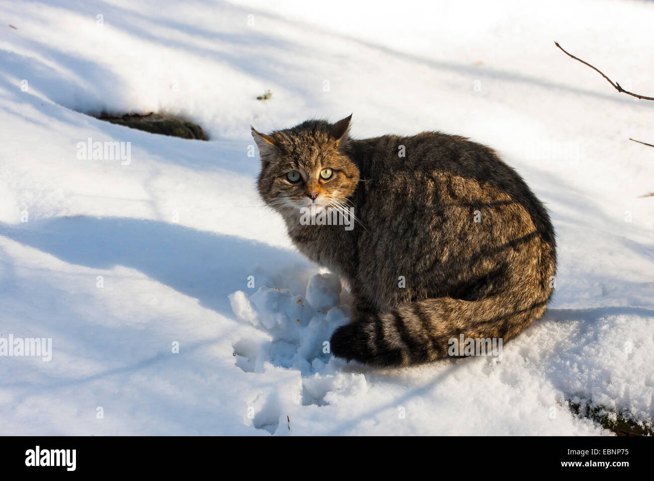 European wildcat, forest wildcat (Felis silvestris silvestris ...