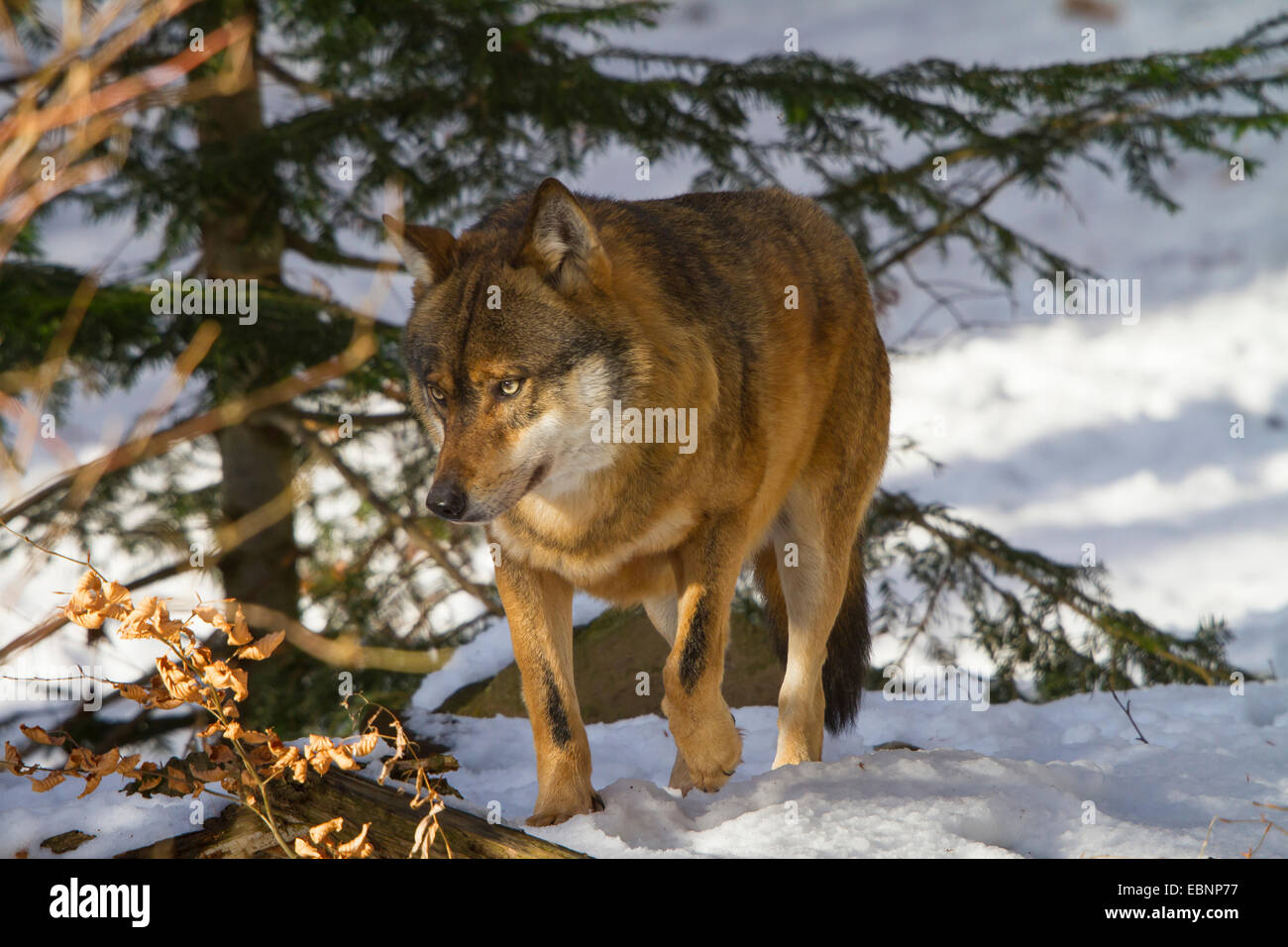 European gray wolf (Canis lupus lupus), standing under a spruce in snow ...