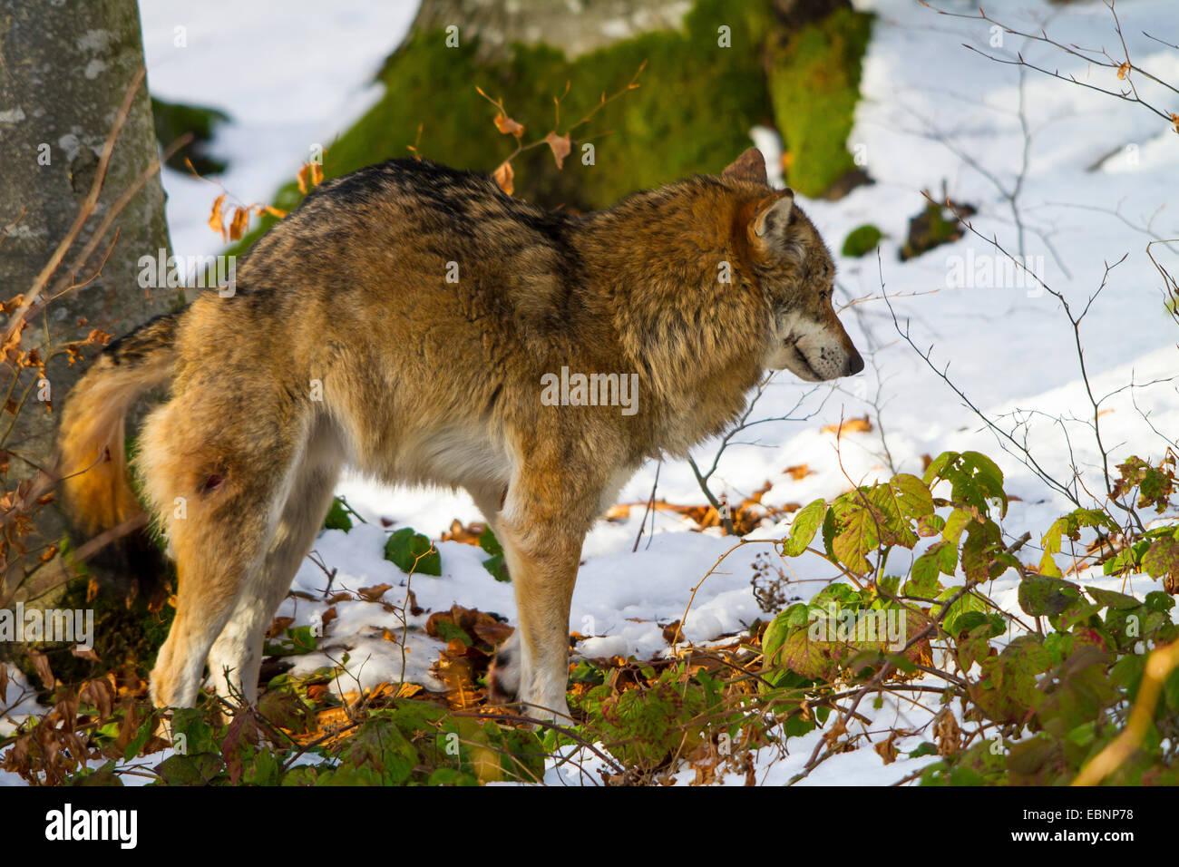 Standing next to a tree side view hi-res stock photography and images ...