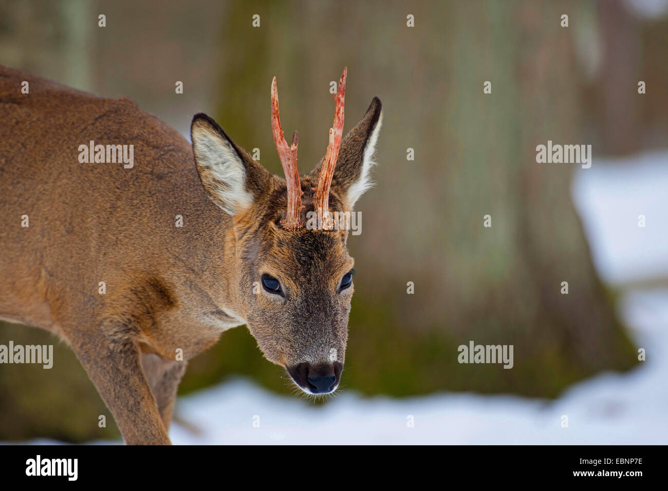 roe deer (Capreolus capreolus), standing in the snow, Germany Stock ...