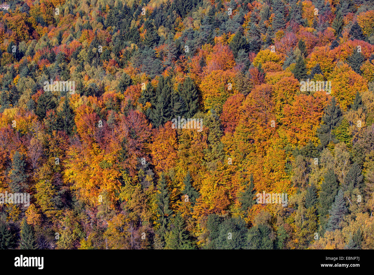 common beech (Fagus sylvatica), aerial view to mixed forest in autumn ...