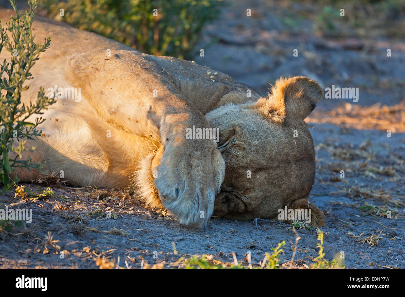 Sleeping Lion Sleepy Lion High Resolution Stock Photography and Images ...
