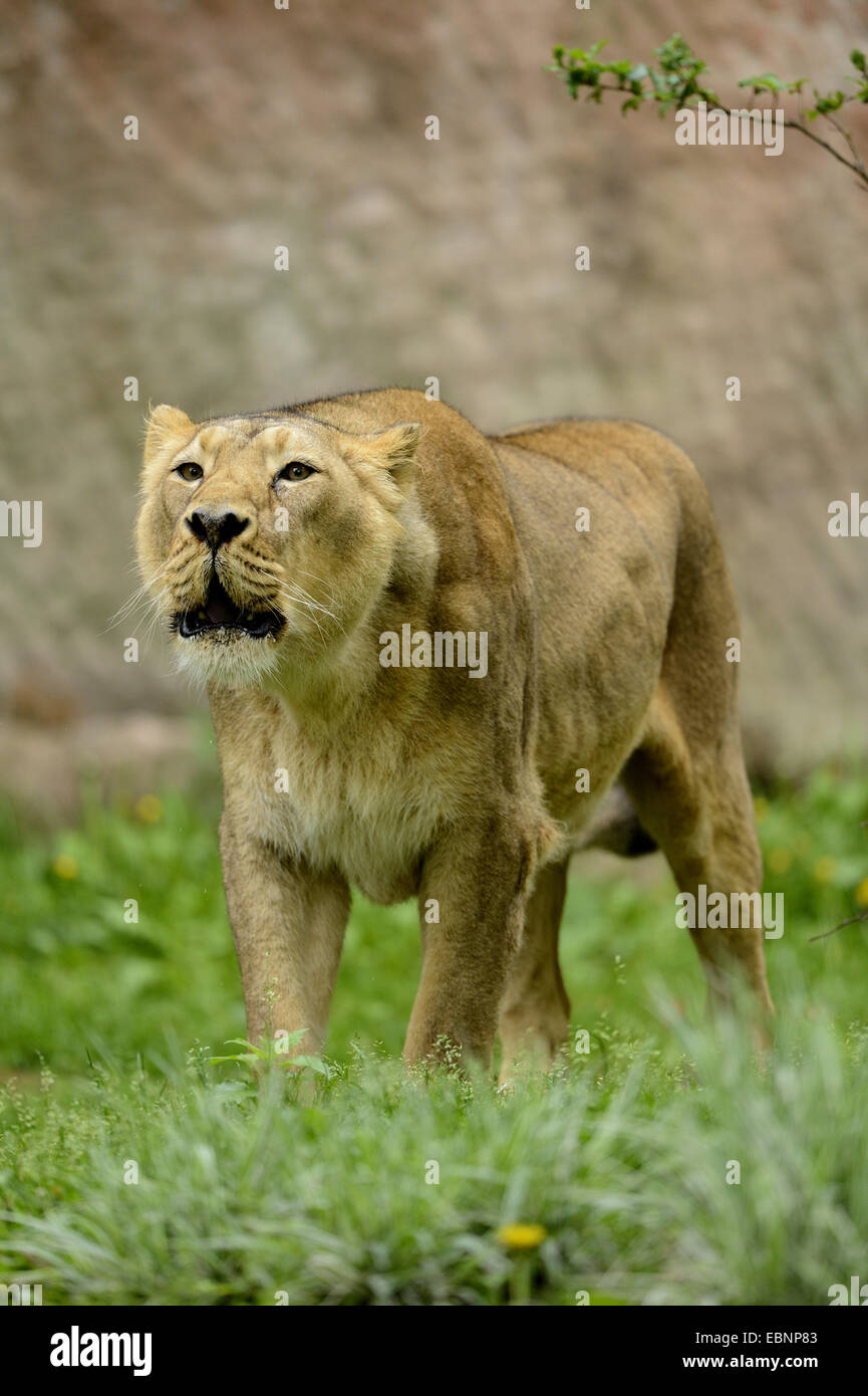 Asiatic lion (Panthera leo persica), lioness standing in a meadow Stock ...