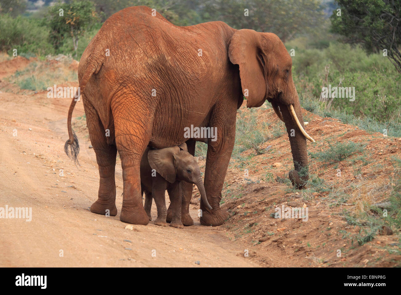 African elephant cow calf hi-res stock photography and images - Alamy