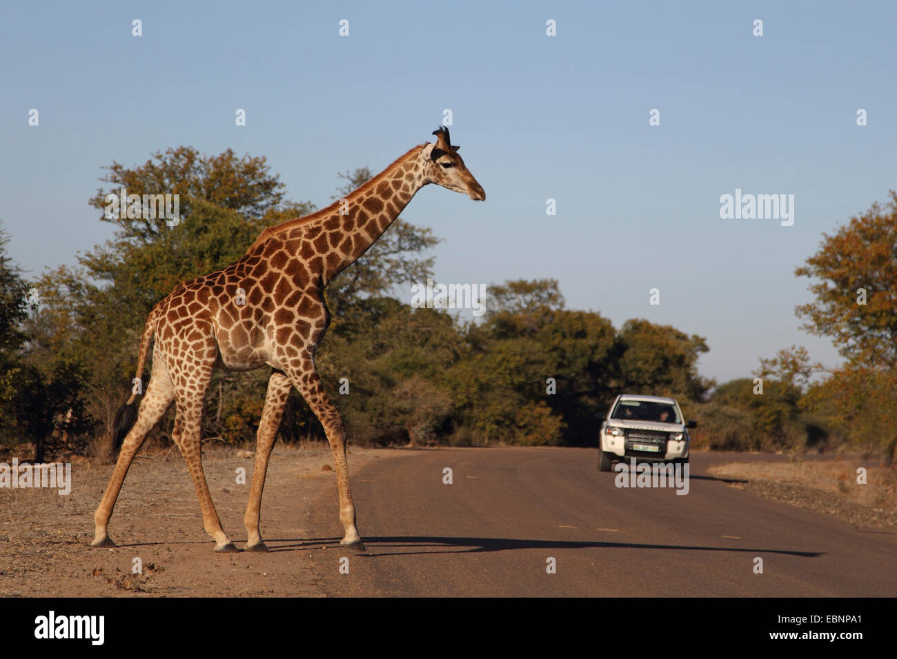 Cape giraffe (Giraffa camelopardalis giraffa), running on a trafficked ...