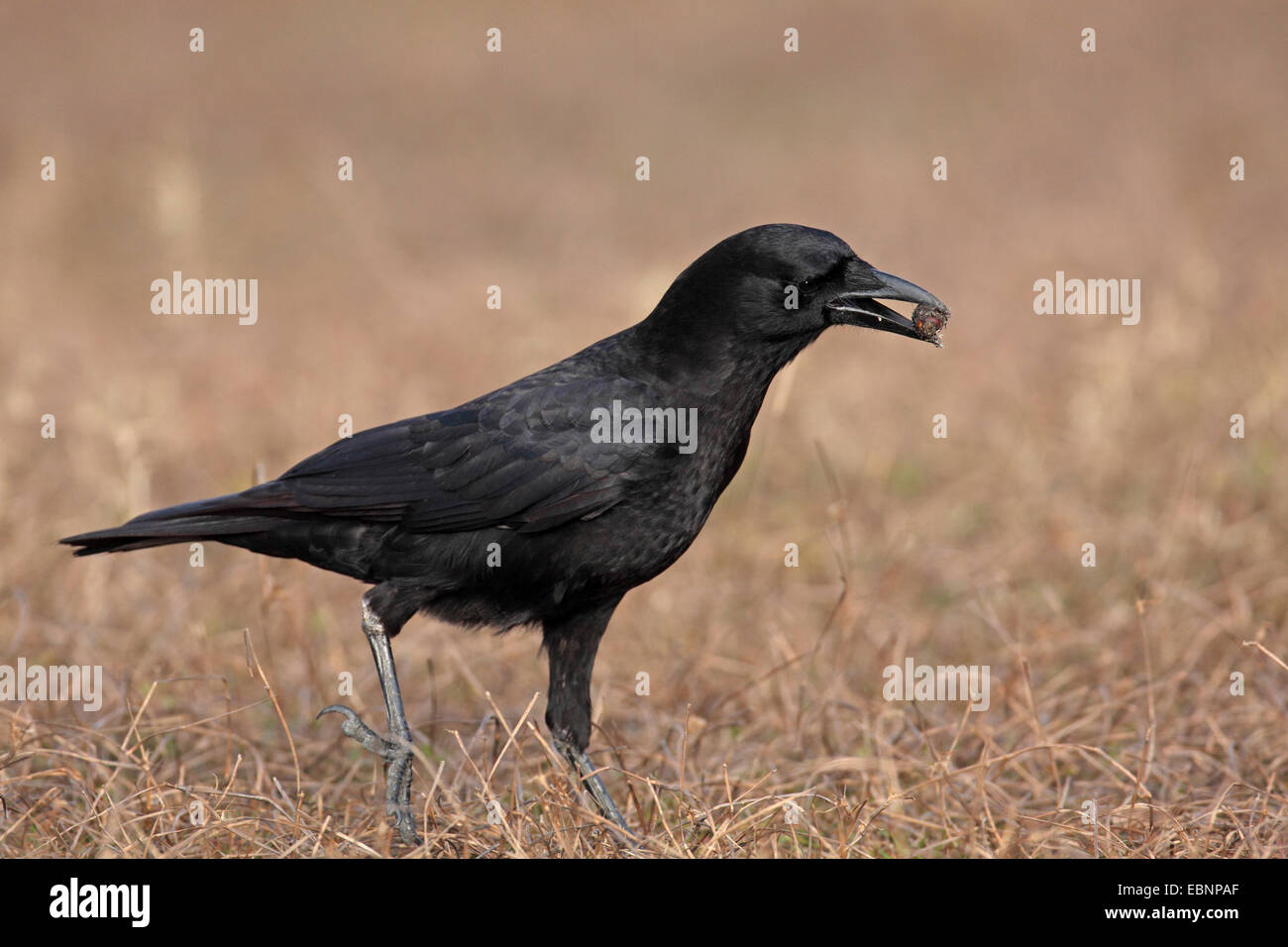 American crow (Corvus brachyrhynchos), eating a small nut, USA, Florida ...