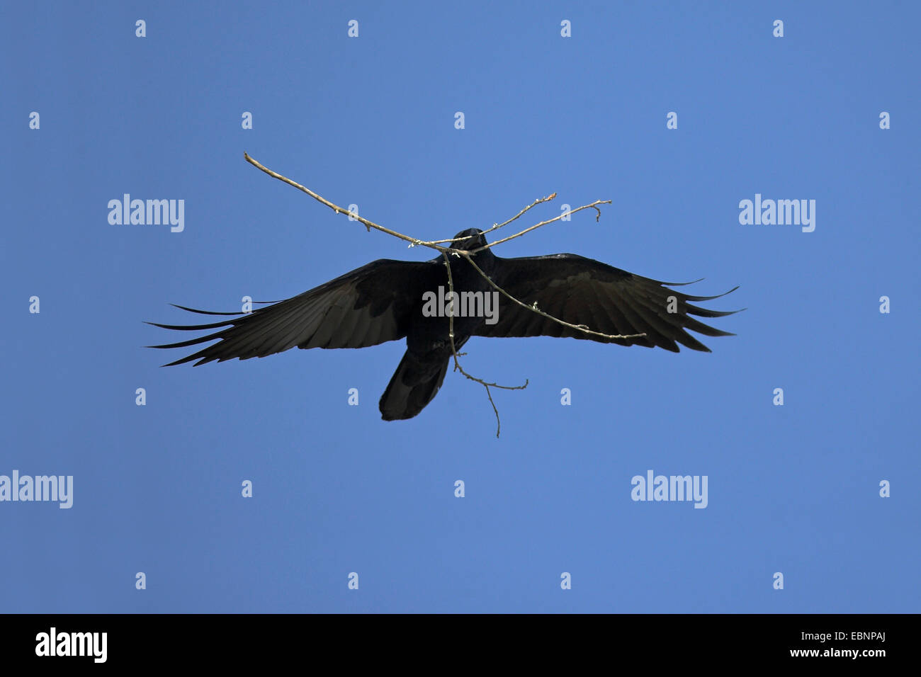American crow beak hi-res stock photography and images - Alamy