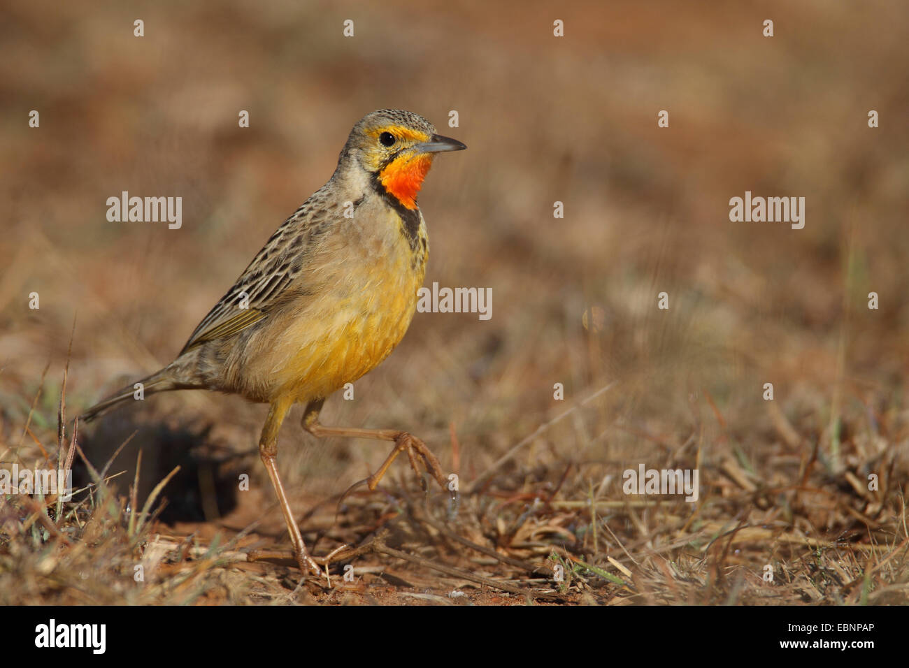 Cape longclaw (Macronyx capensis), walking on the ground, South Africa ...
