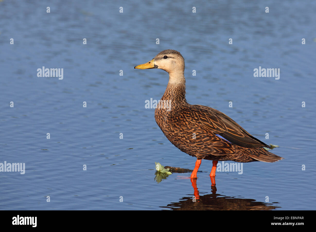 Mottled Drake Duck