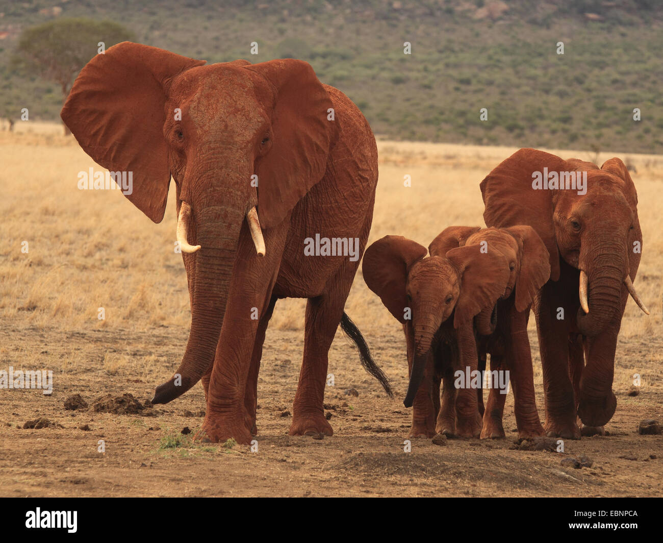 Elephant herd in savanna hi-res stock photography and images - Alamy
