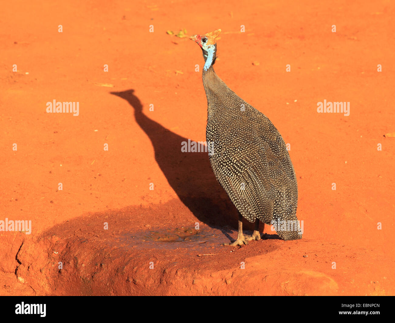 Vulturine guineafowl acryllium vulturinum standing hi-res stock ...